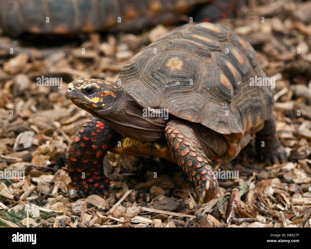 Red Footed Tortoise (chelonoidis carbonaria Stock Photo - Alamy