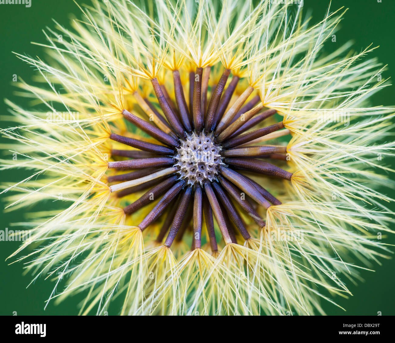 Exploding fruit seeds hi-res stock photography and images - Alamy