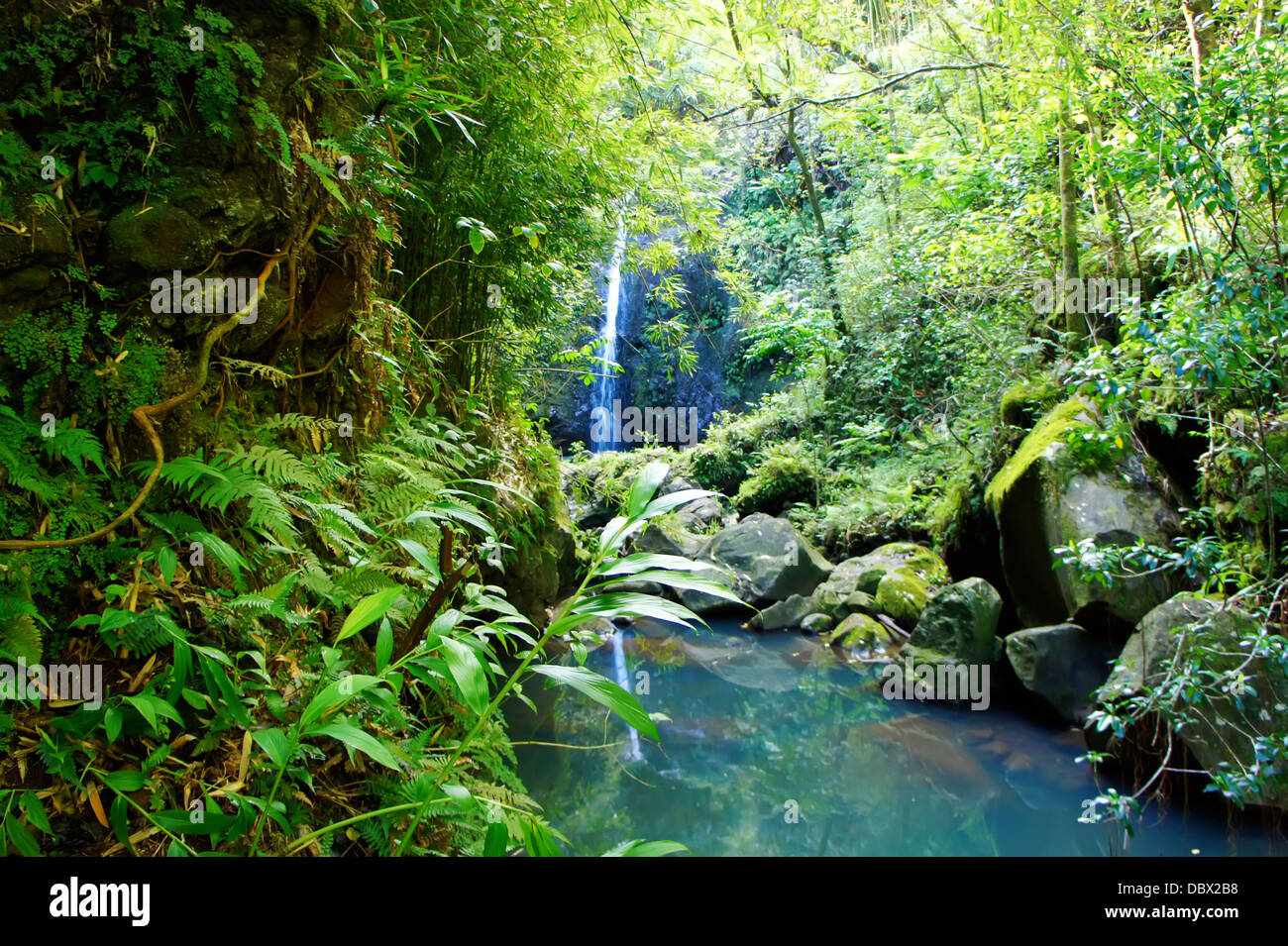 Tropical jangles with waterfall and lake Stock Photo - Alamy