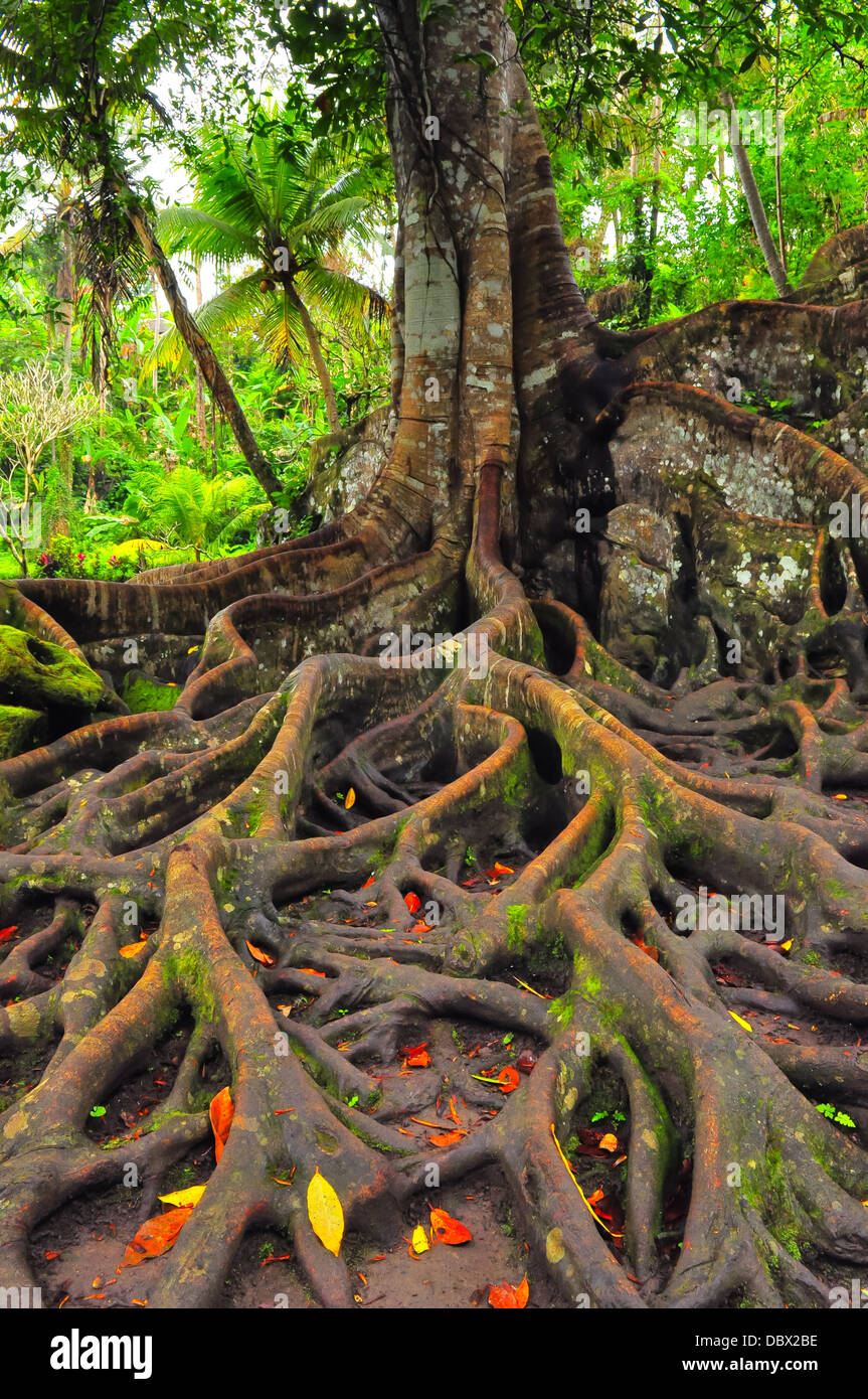 Forest tree with roots and green leaves Stock Photo - Alamy