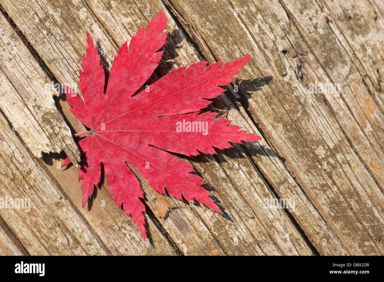 trapped maple leaf in a piece of old weathered wood Stock Photo - Alamy