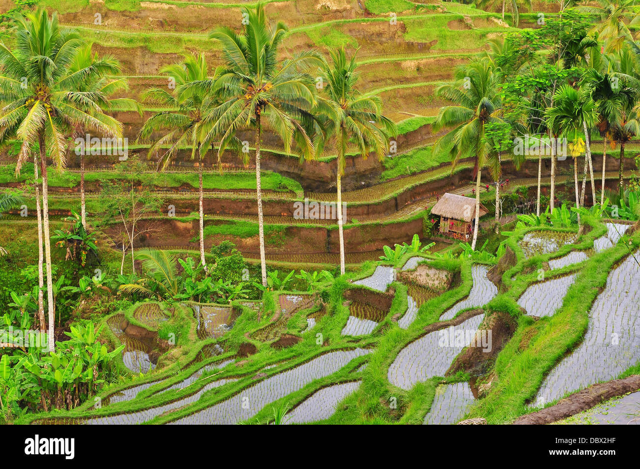 Balinese rice fields terrace Stock Photo - Alamy
