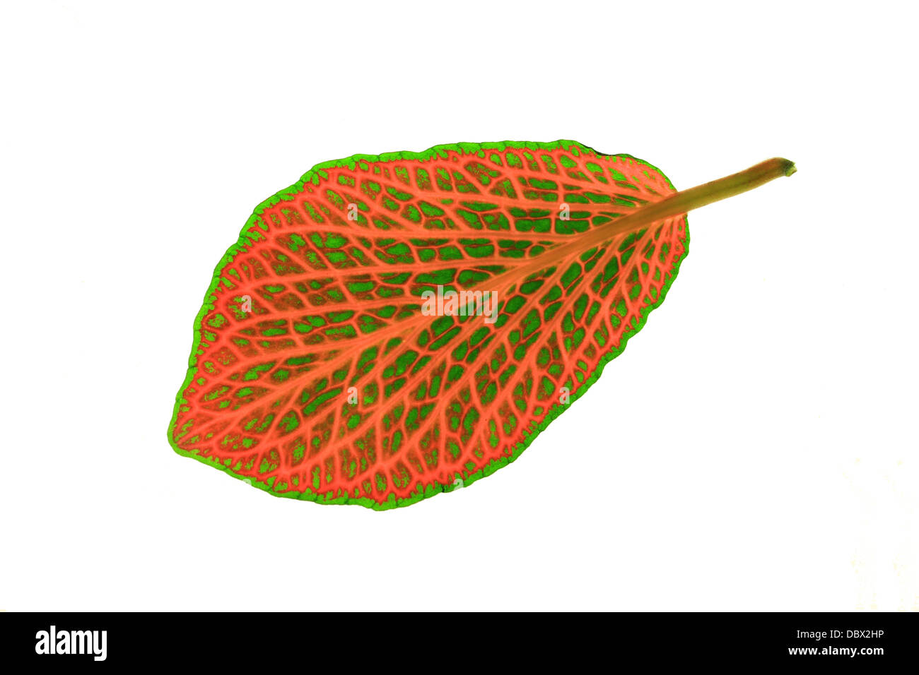 Leaf mosaic Cut Out Stock Images & Pictures - Alamy