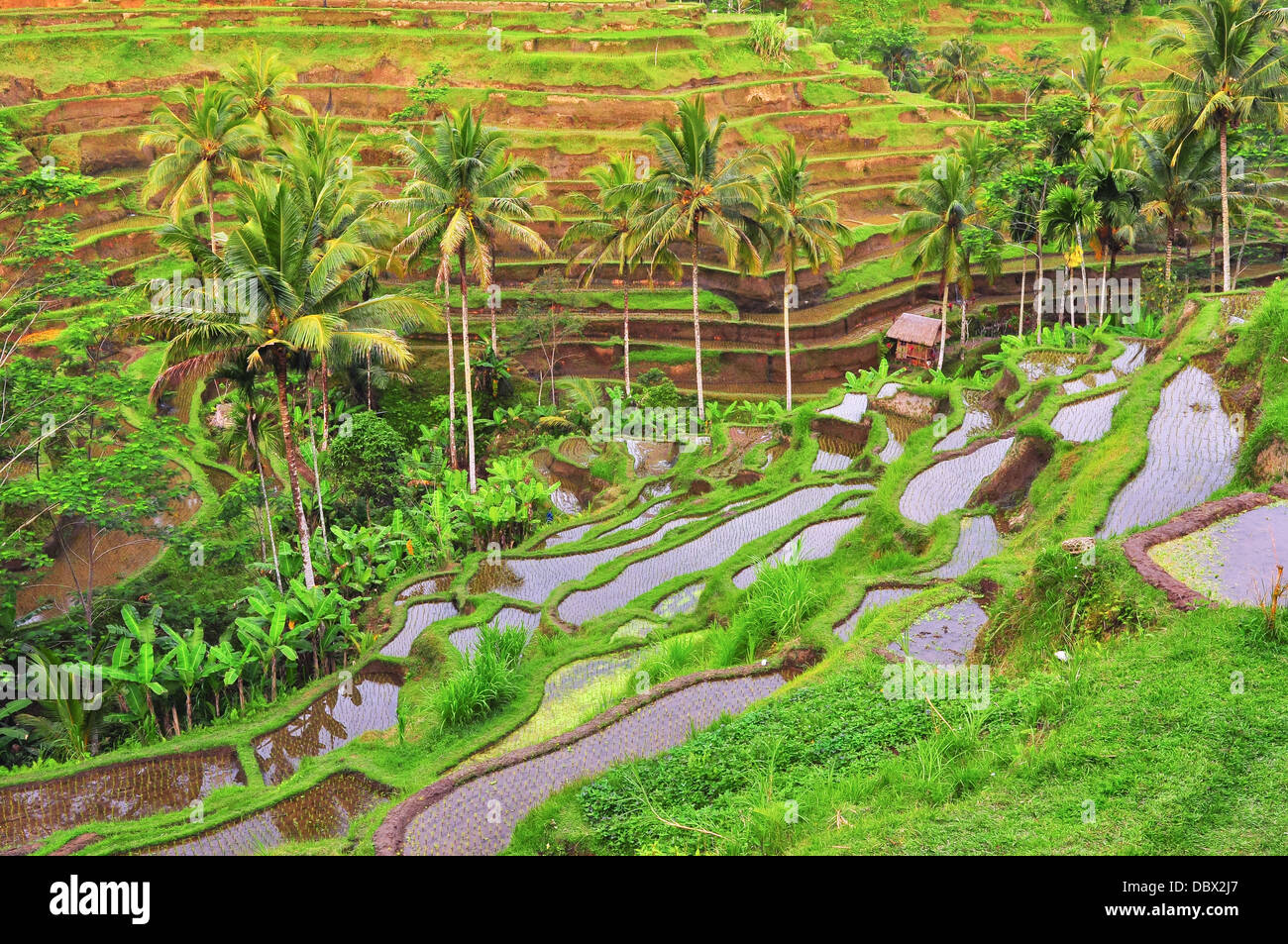 Balinese green rice fields terrace Stock Photo - Alamy