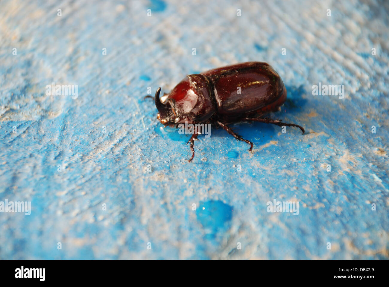 Insect got wet in a small pond - Road side eatery Stock Photo - Alamy