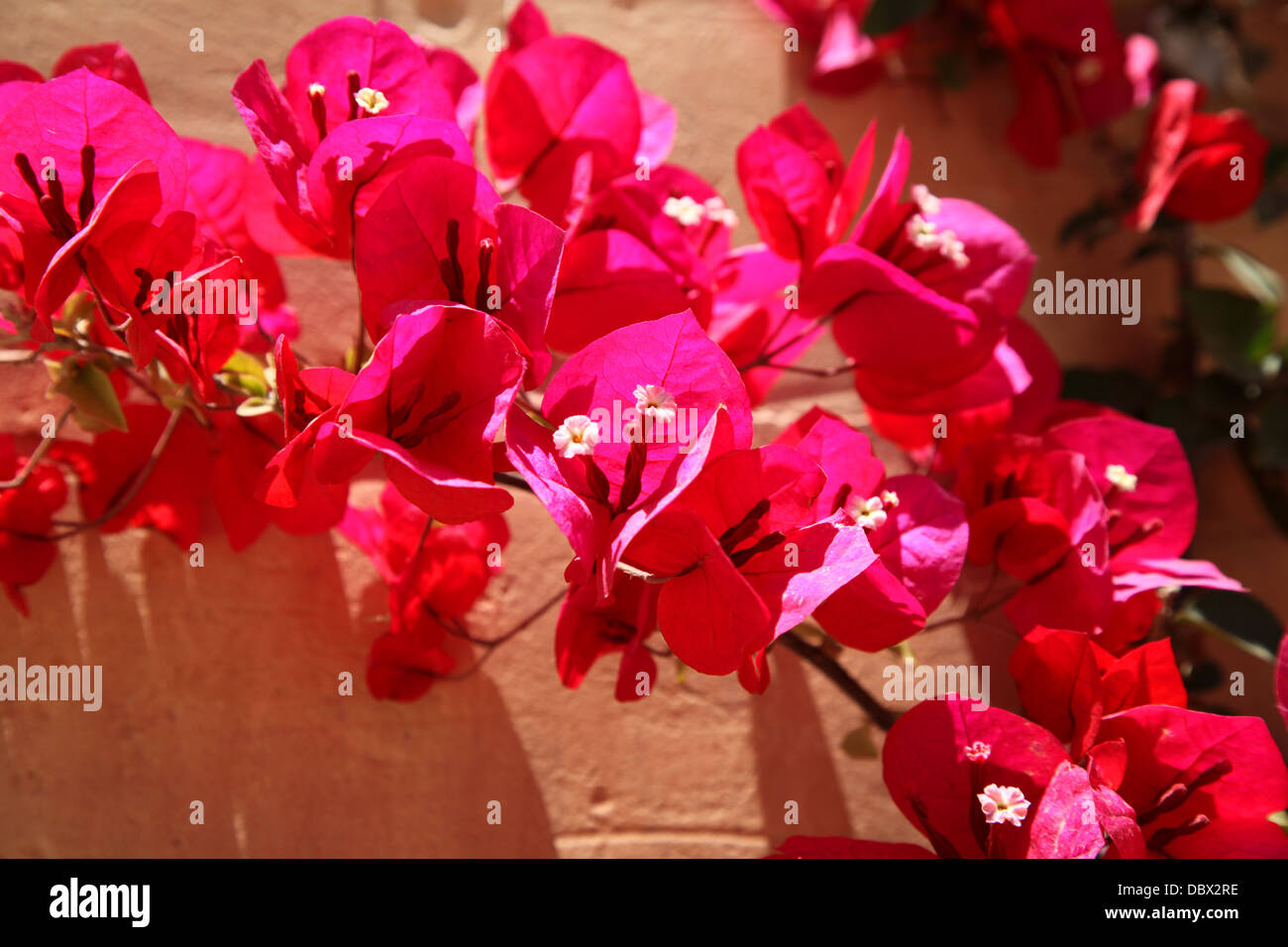 Beautiful cerise-red blooms cover a cream wall in the sunshine of a ...
