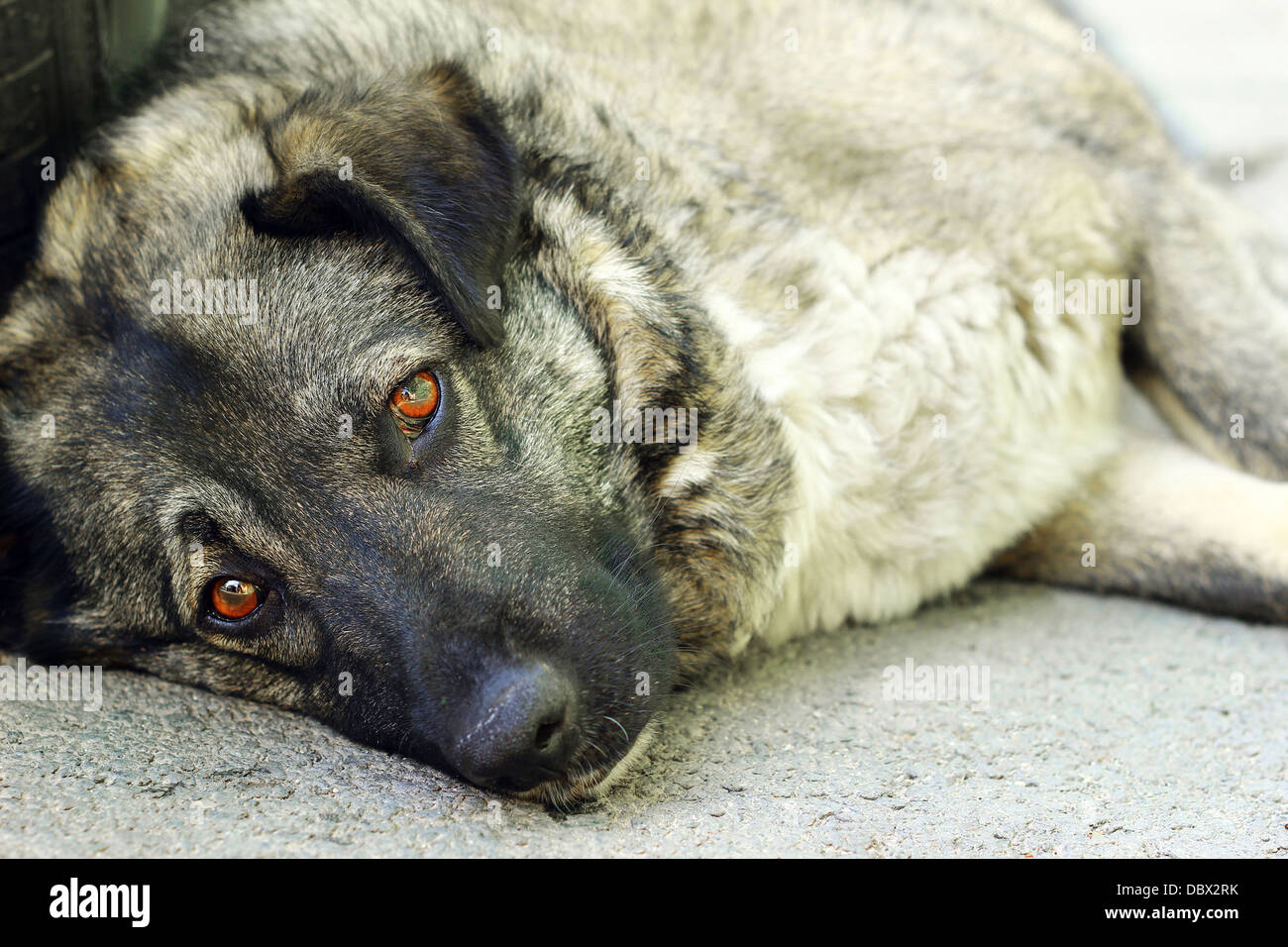 Sad dog eyes hi-res stock photography and images - Alamy