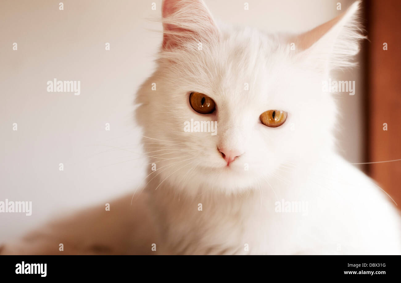 White Persian cat Stock Photo - Alamy