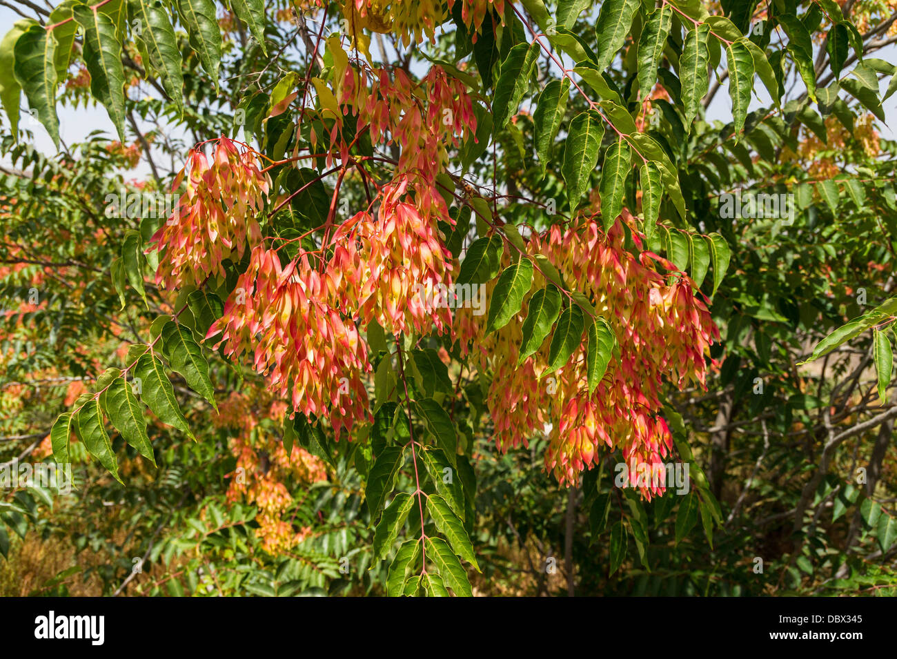 Tree of Heaven, Ailanthus altissima, loads of seeds (samaras) and ...
