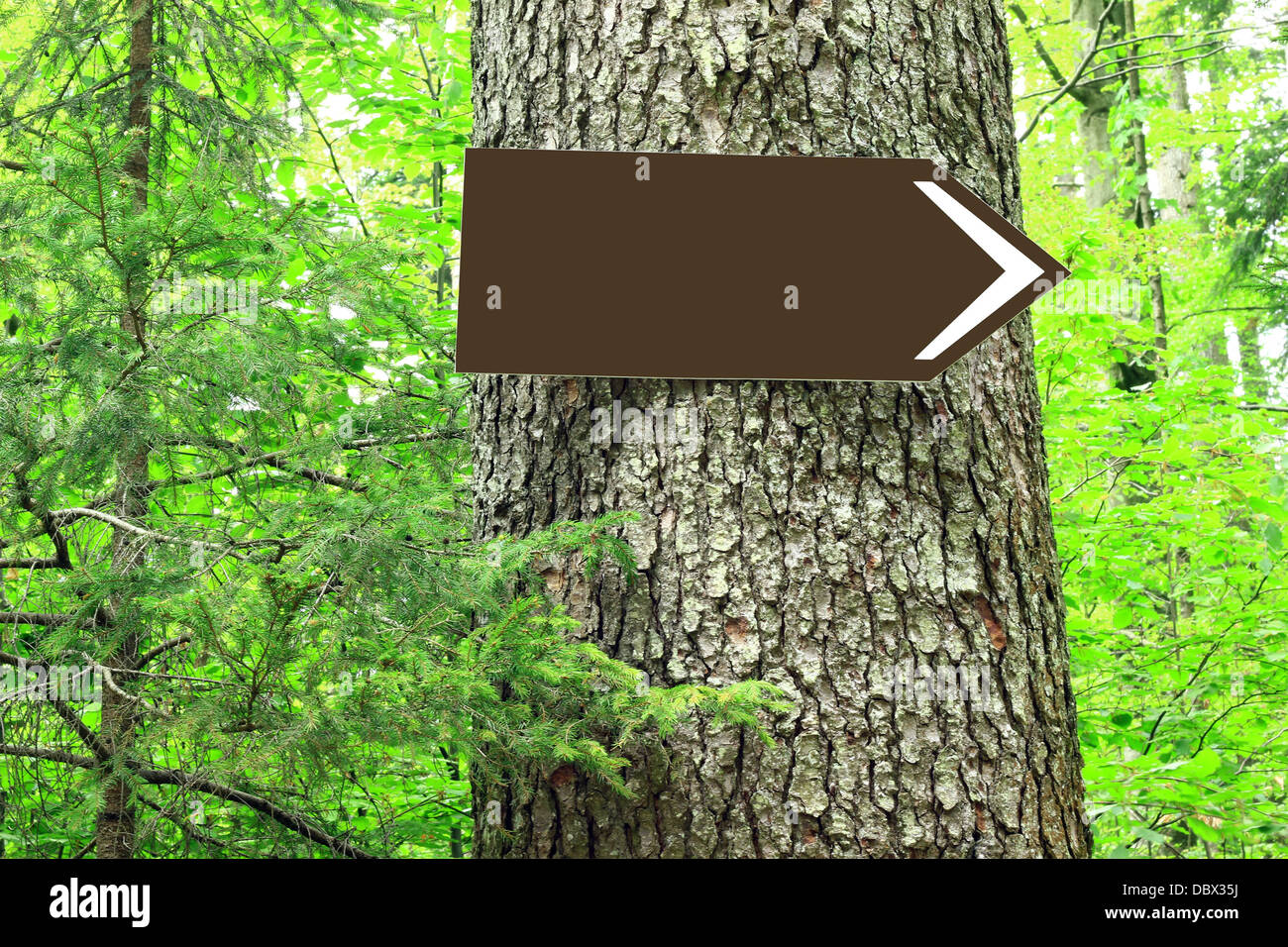 Blank direction sign on tree in forest Stock Photo - Alamy