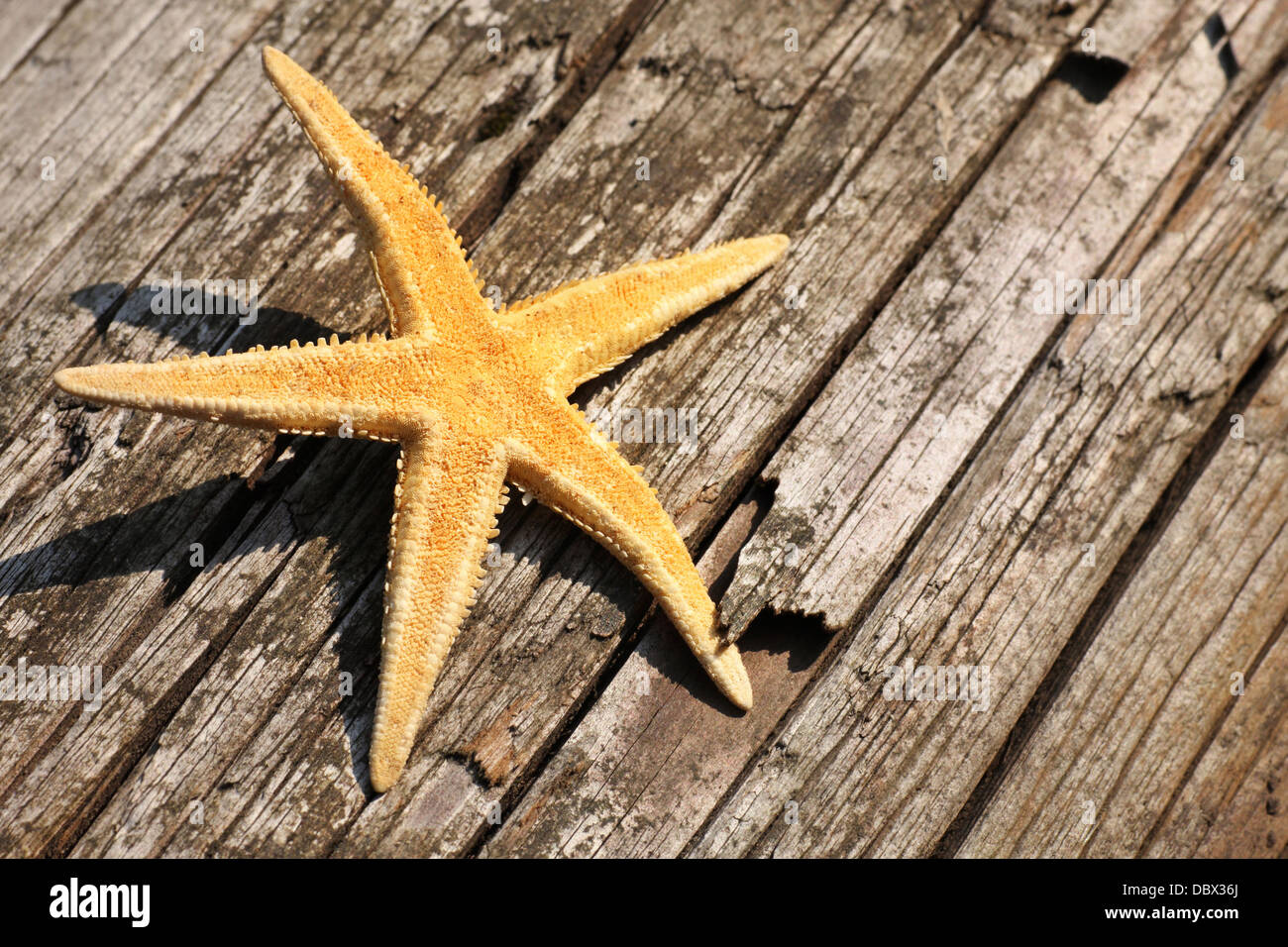 starfish caught in an old piece of tree bark Stock Photo - Alamy
