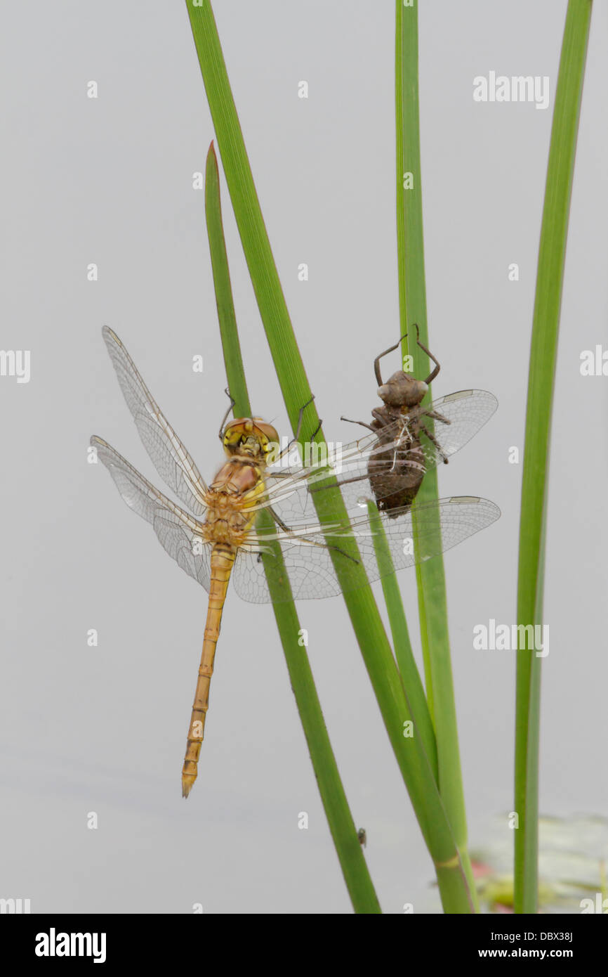 Newly emerged Common Darter dragonfly with its exuvia Stock Photo - Alamy