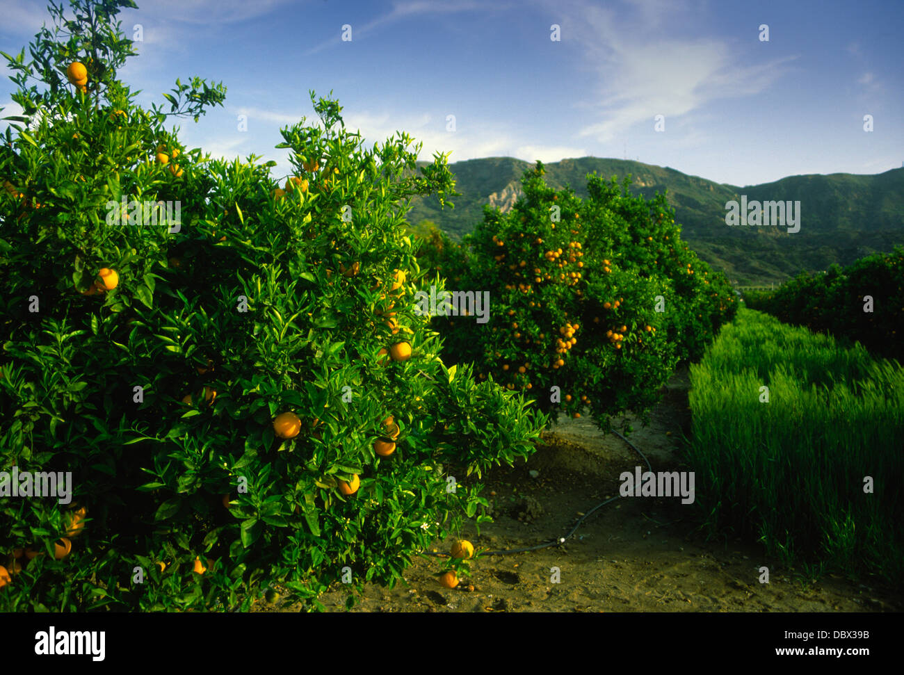 Orange grove in Puglia (Apulia Stock Photo - Alamy
