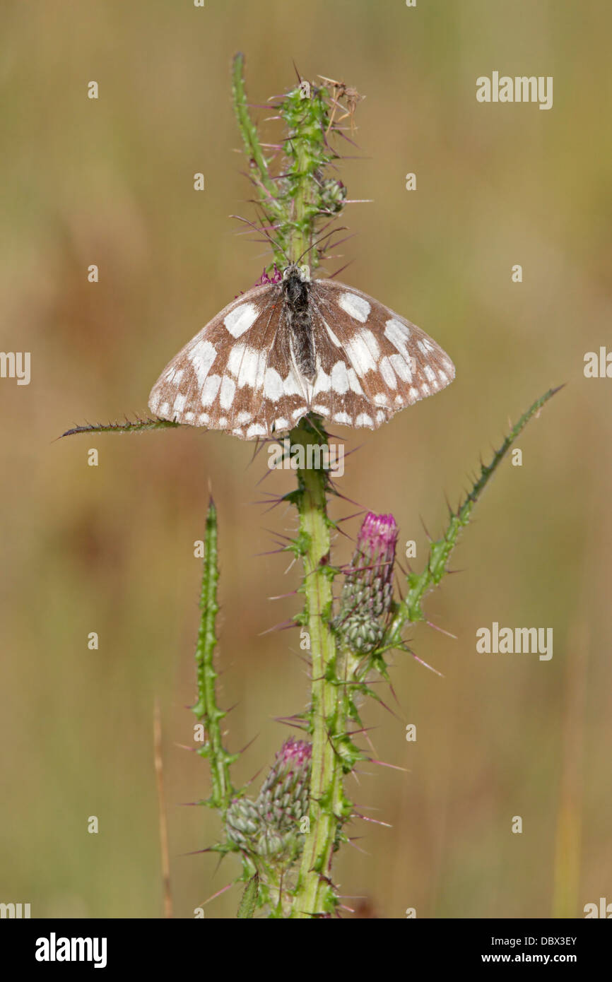 Marbled White Butterfly with its wings open on a thistle Stock Photo ...