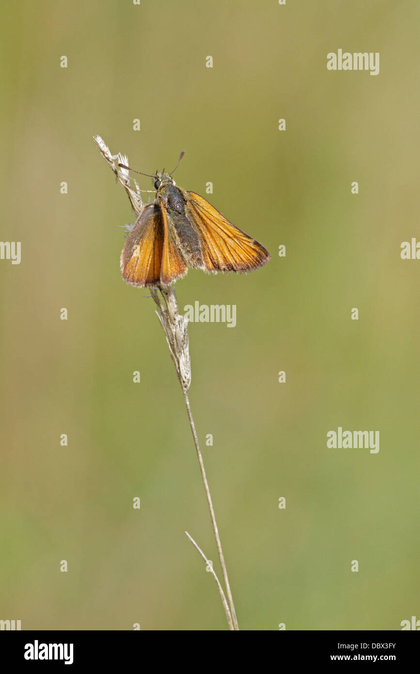 Grass skipper hi-res stock photography and images - Alamy