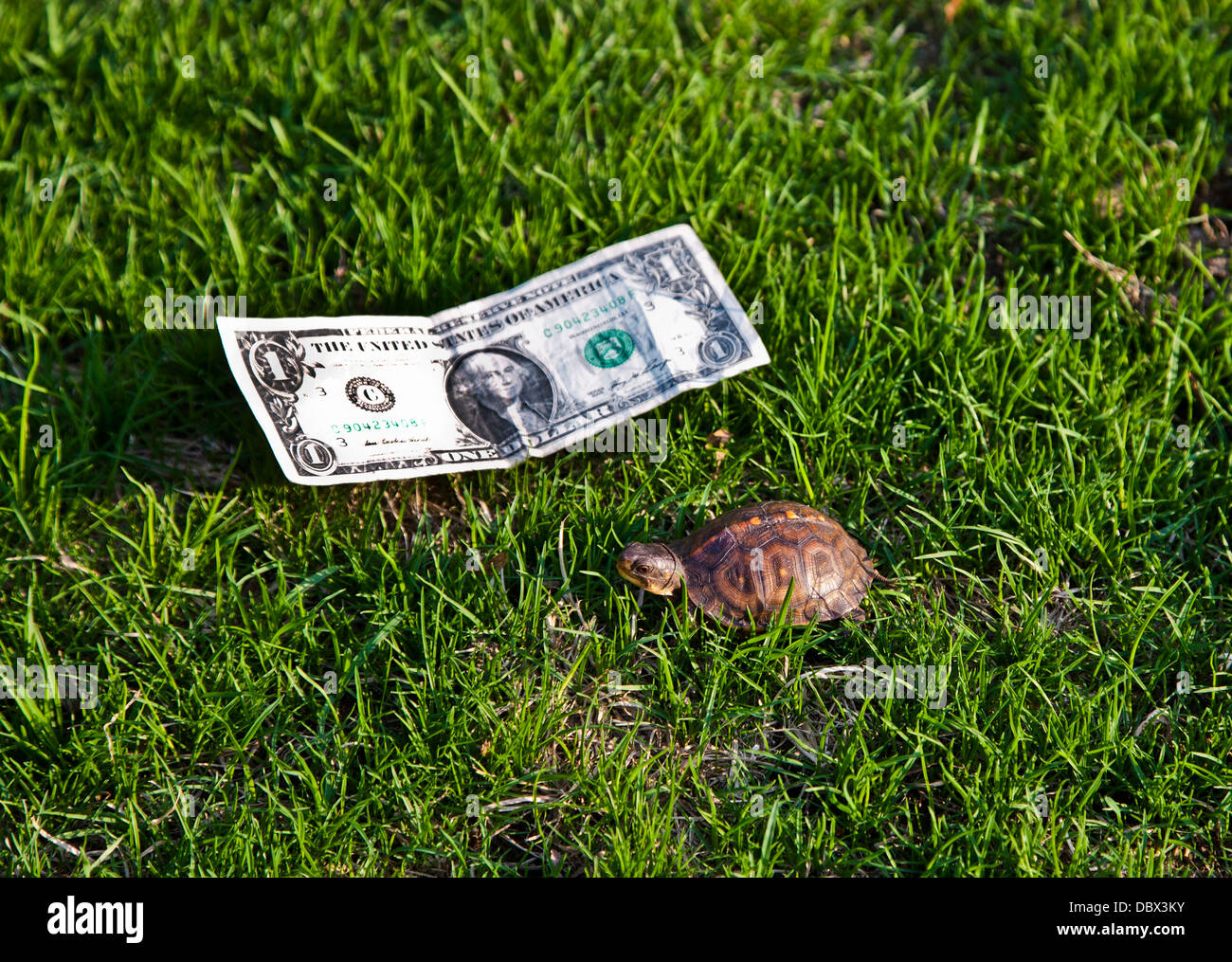 Baby eastern box turtle hi-res stock photography and images - Alamy