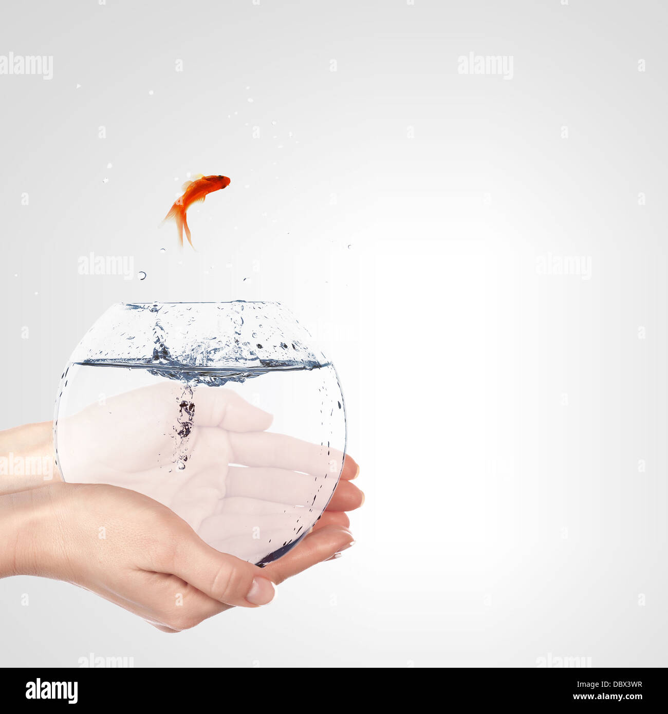 A Golden Fish In A Bowl Stock Photo - Alamy