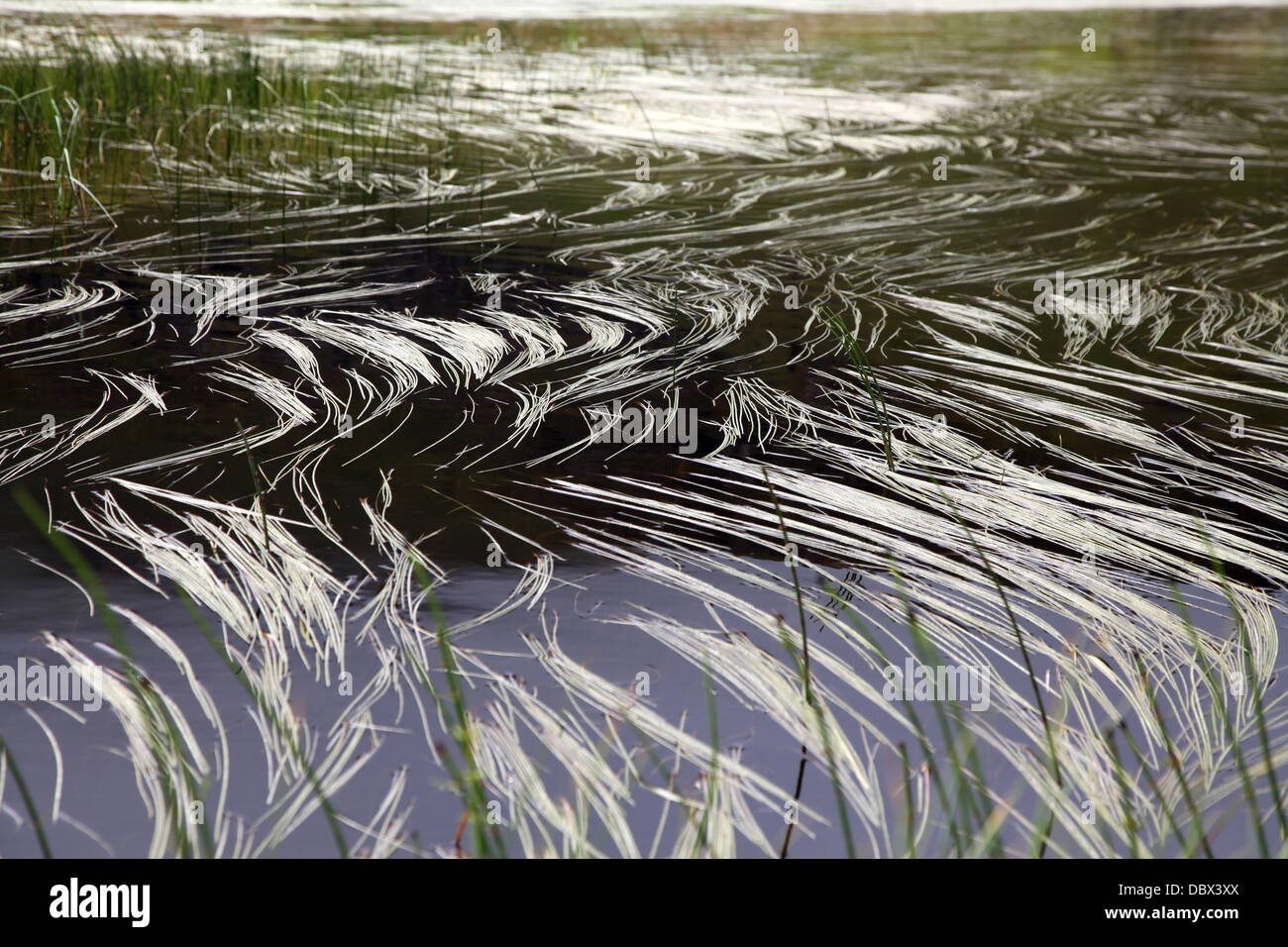 Reeds have formed into regular, curved lines by the breeze Stock Photo ...