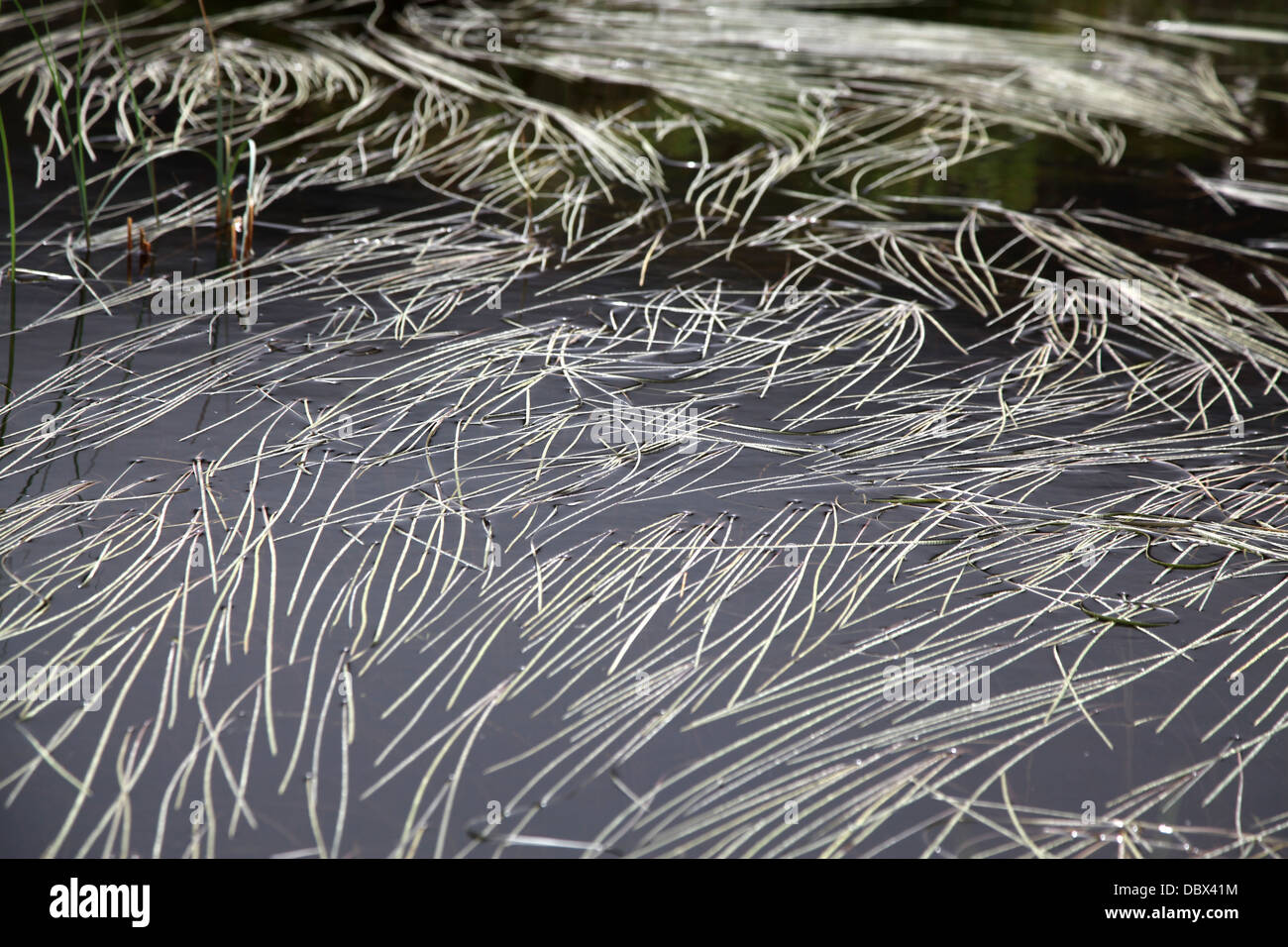 Reeds align with the breeze on the surface of a Scottish Loch on the ...