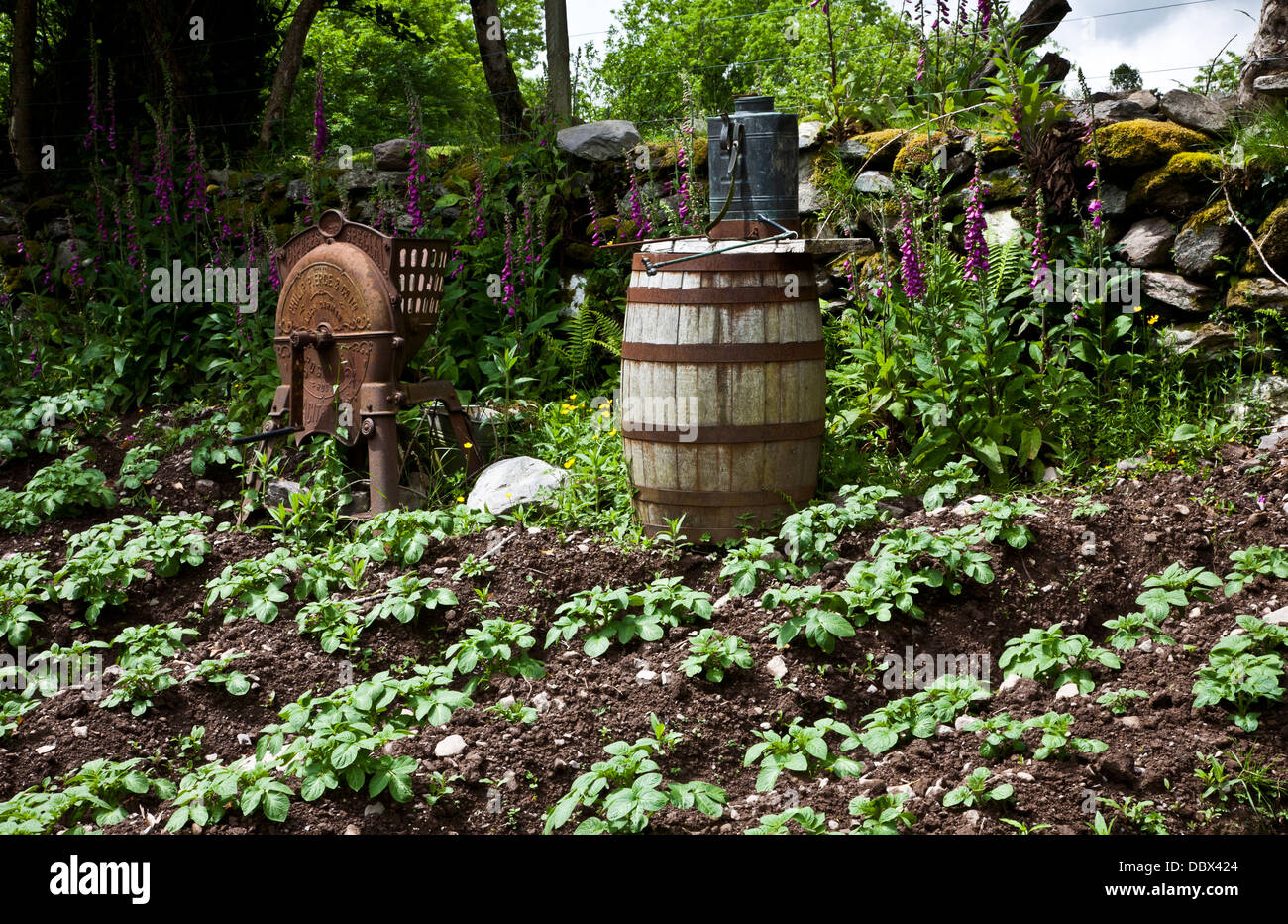 Antique farming tools, potato garden, old wine barrel at the Famine ...