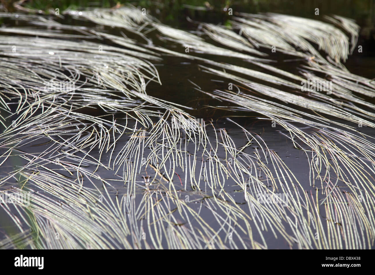 Reed stems form strange shapes on the surface of a Loch Stock Photo - Alamy
