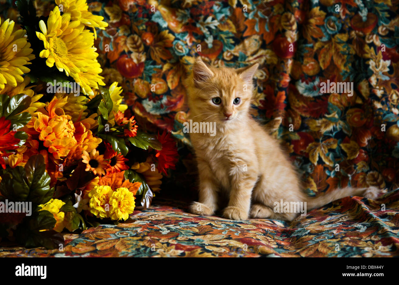 Fall kittens hi-res stock photography and images - Alamy