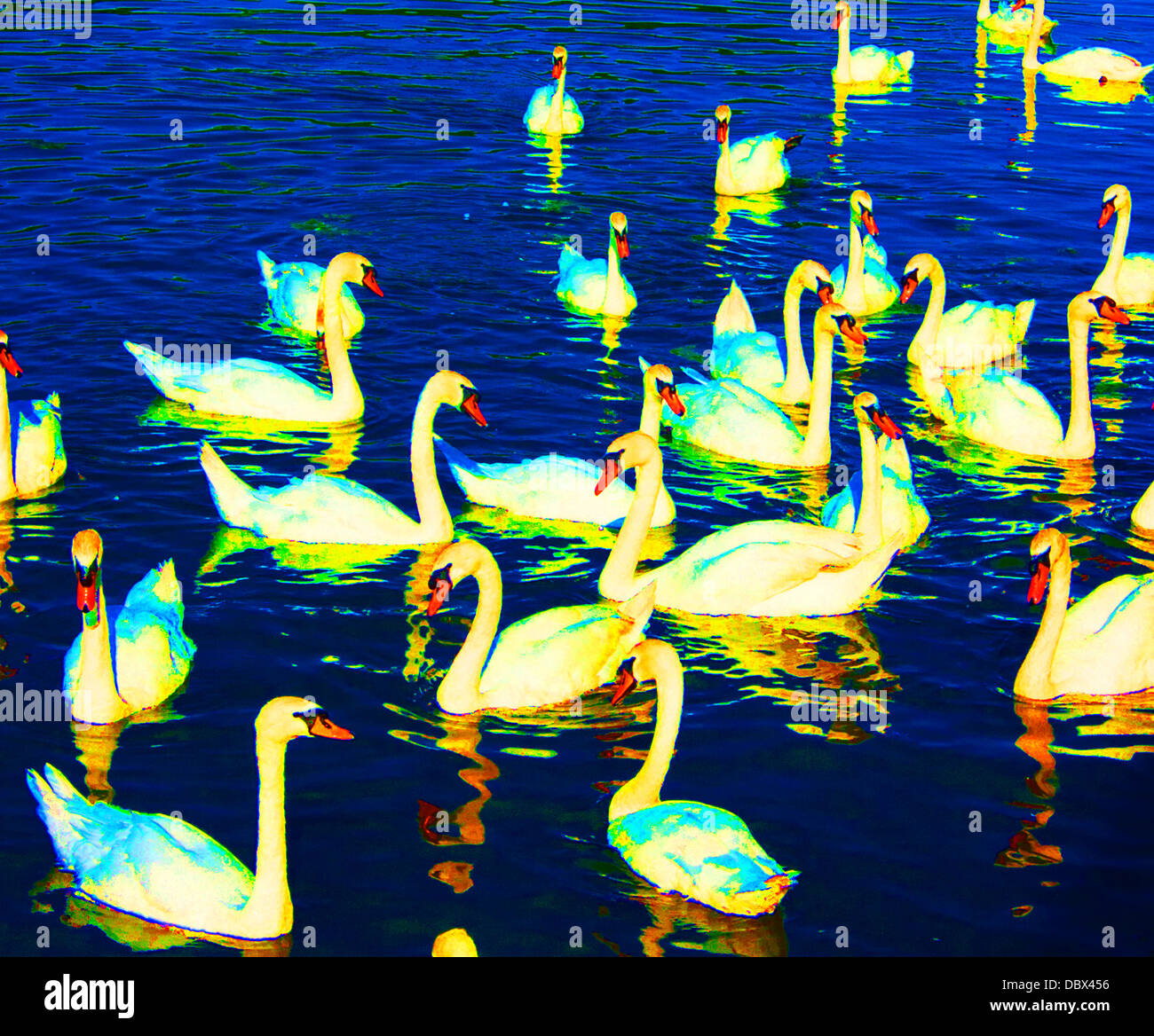 Psychedelic gathering of mute swans Stock Photo - Alamy