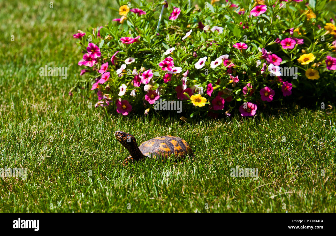 Funny animals turtles hi-res stock photography and images - Alamy