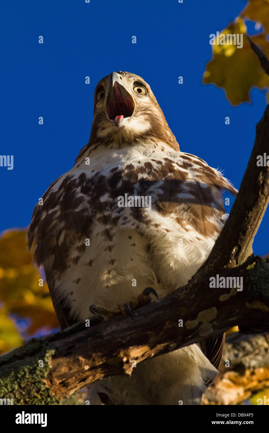 RED TAILED HAWK IN TREE MOUTH WIDE OPEN STICKING OUT TONGUE Stock Photo ...
