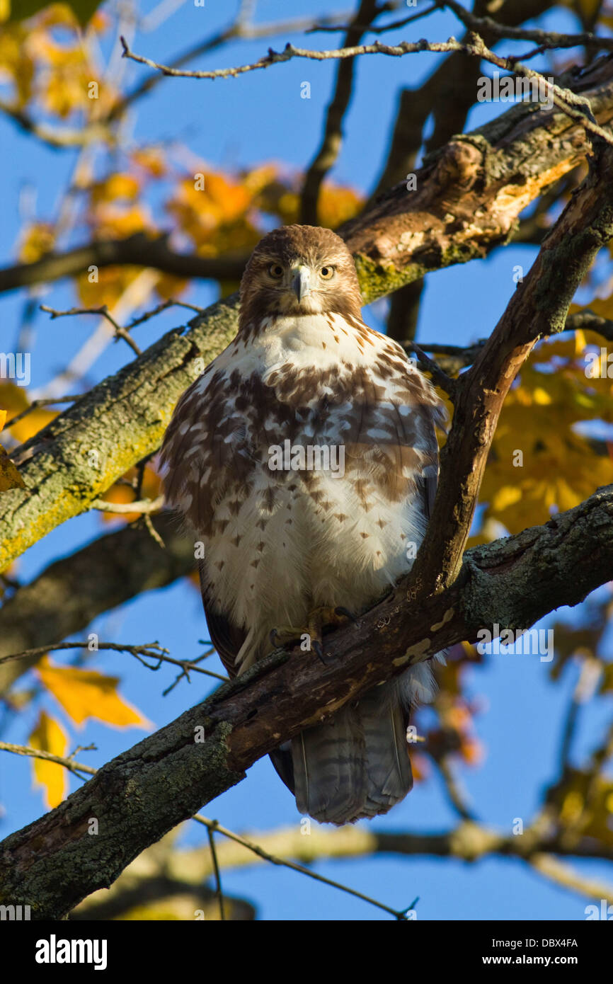RED TAILED HAWK SITTING IN AUTUMN TREE LOOKING AT CAMERA Stock Photo ...
