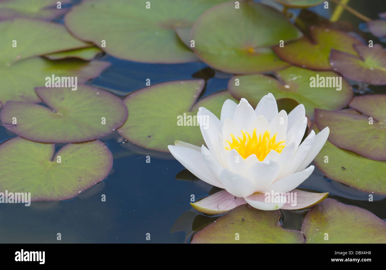 White water Lilly flower with leaves floating on the water Stock Photo ...