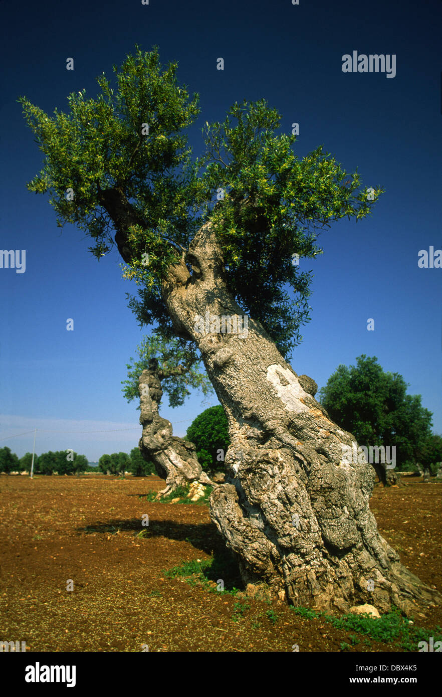 Ancient Italian olive tree in Puglia (Apulia Stock Photo - Alamy
