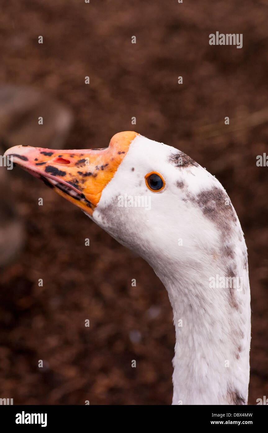 Head and Neck Of A Domestic Goose "Anser anser domesticus Stock Photo ...