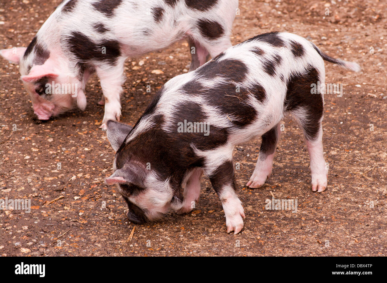 Pot Belly Piglets Stock Photo - Alamy