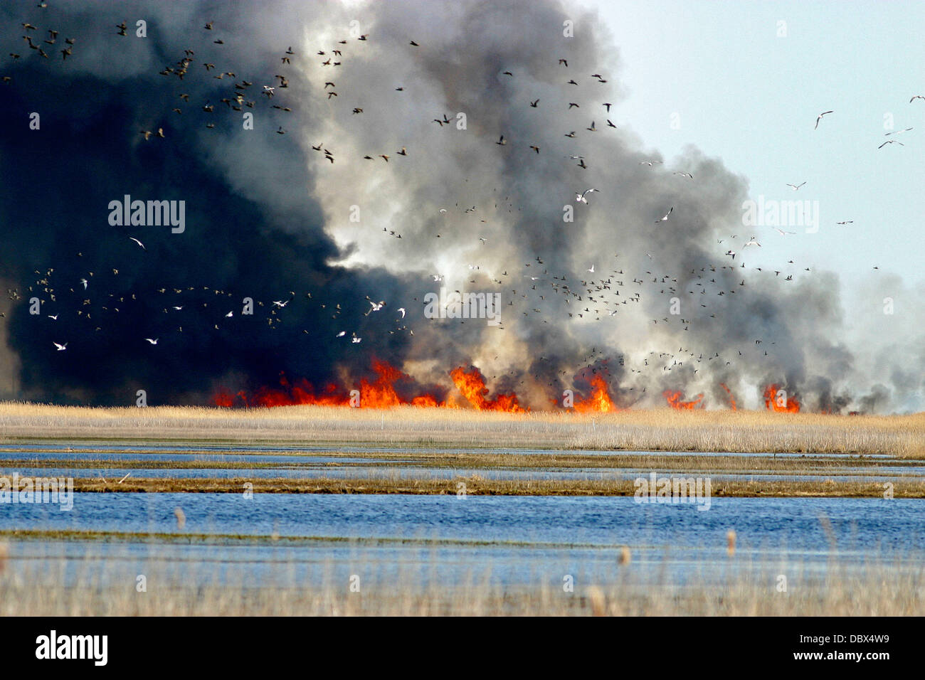 FIRE IN FIELD BY LAKE BIRDS FLYING AWAY Stock Photo - Alamy