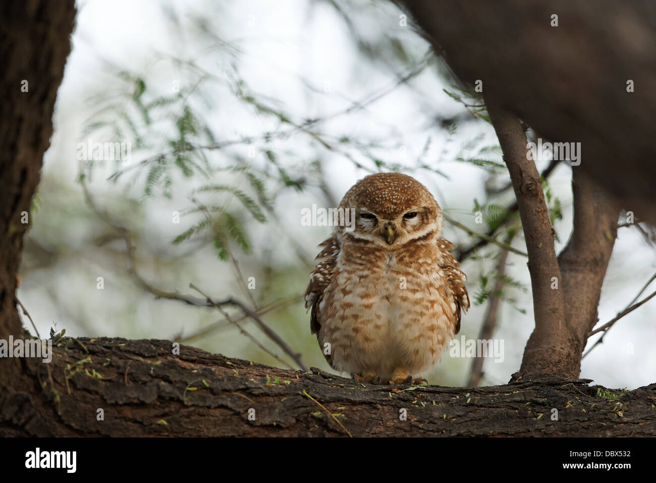 Indian spotted owlet hi-res stock photography and images - Alamy