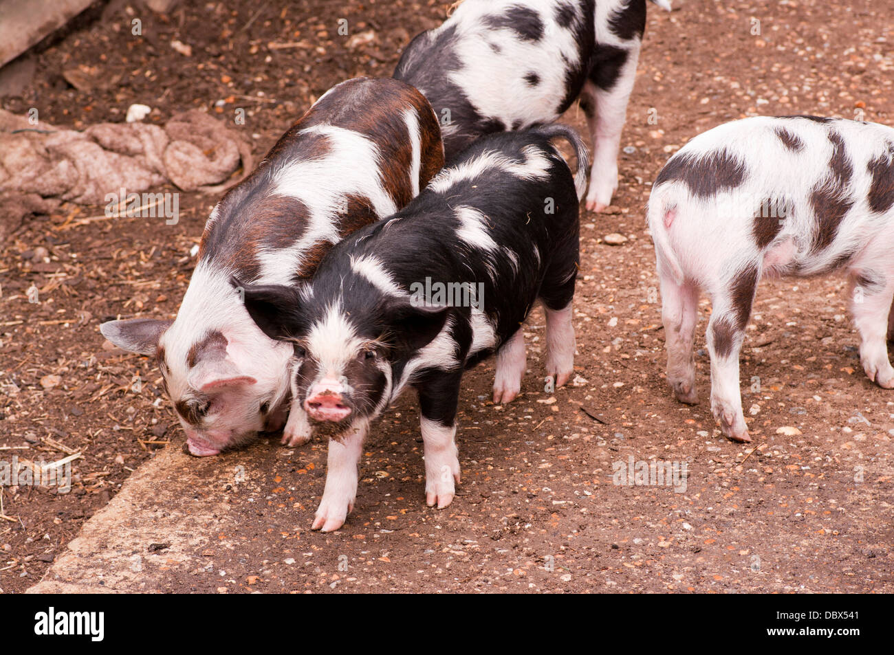 Pot Belly Piglets Stock Photo - Alamy