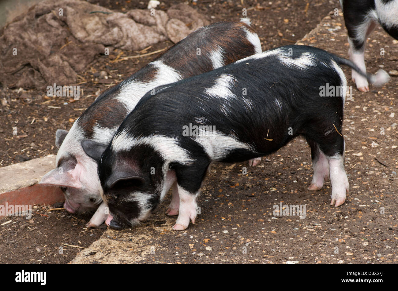 Pot Belly Piglets Stock Photo - Alamy
