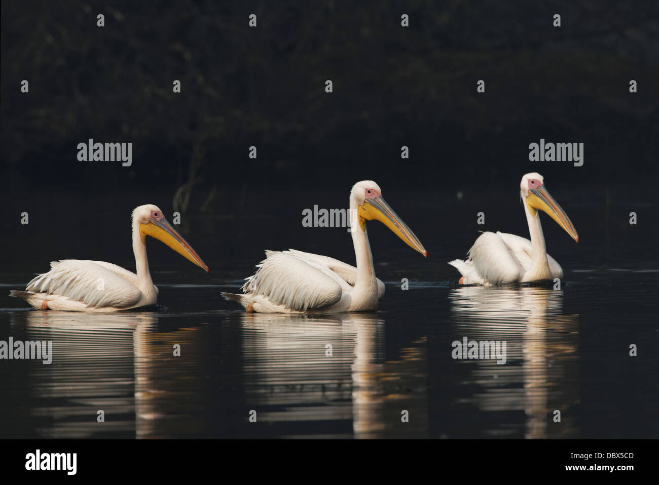 Great White Pelican ( Pelecanus onocrotalus ) India Stock Photo - Alamy