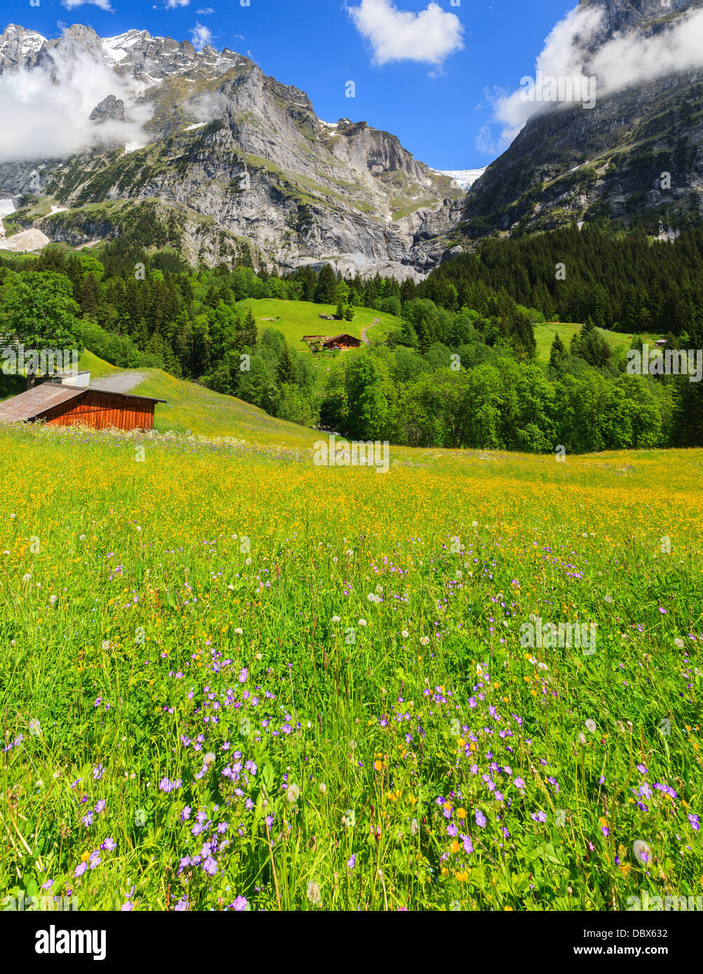 Spring flowers near Grindelwald, Bernese Oberland, Switzerland Stock ...