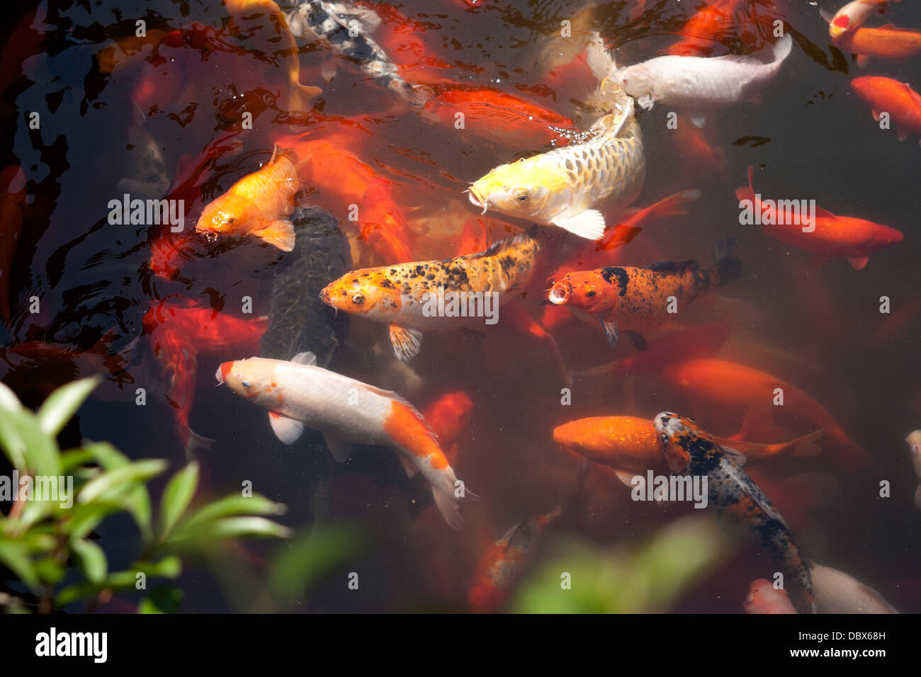 Carp fish in pond at Huxinting (heart-of-lake), 'The Willow Pattern Tea ...