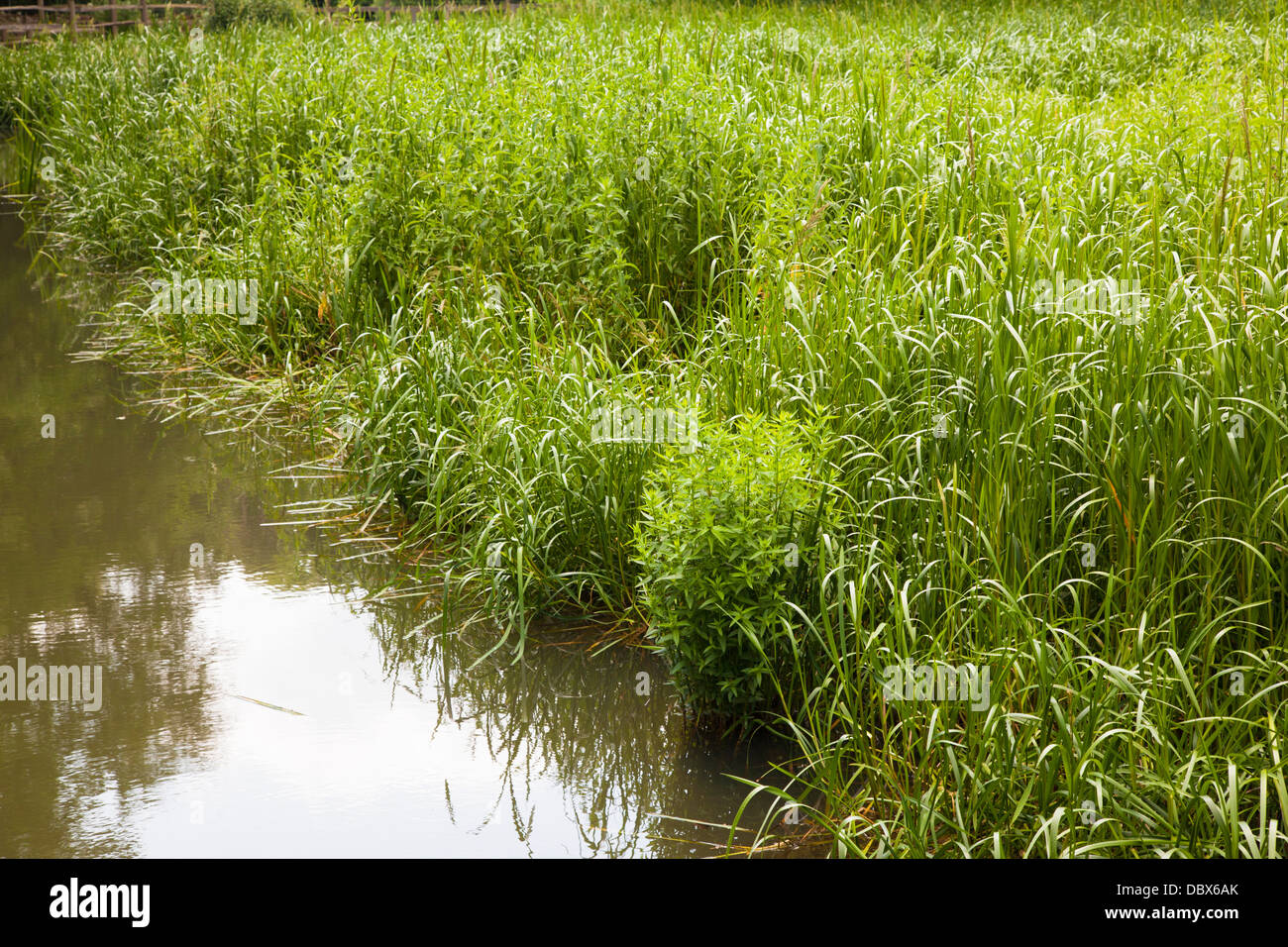 Wetland scene of partial open water bound by common reed (Phragmites ...
