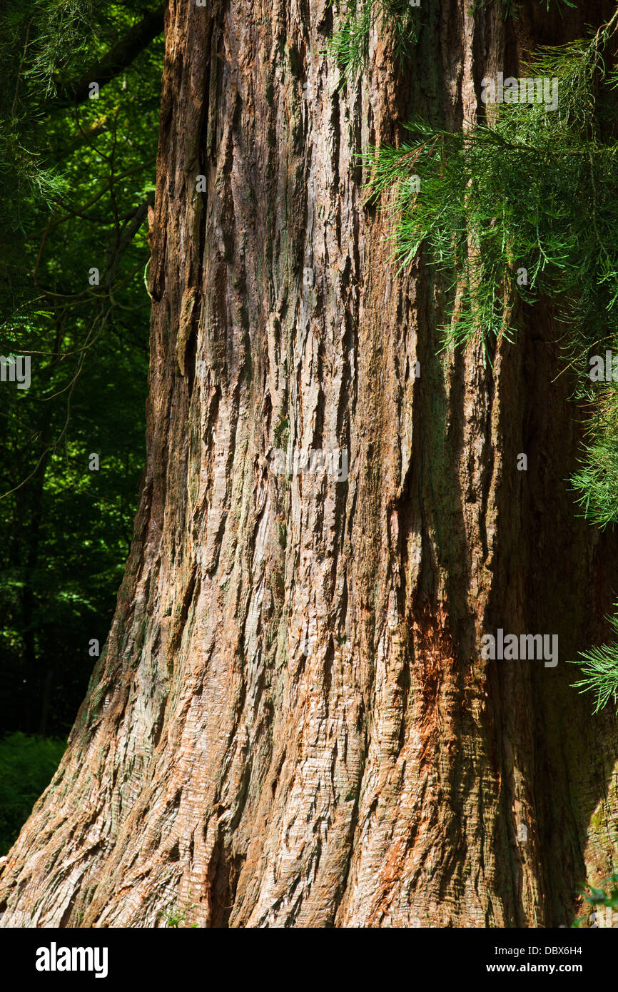 Giant Redwood (Sequoidendron giganteum), UK, spring Stock Photo - Alamy