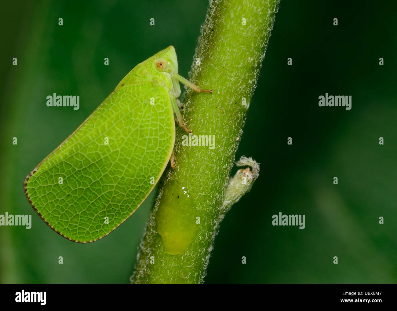 Macro shot of a Leafhopper insect perched on a green plant stem Stock ...
