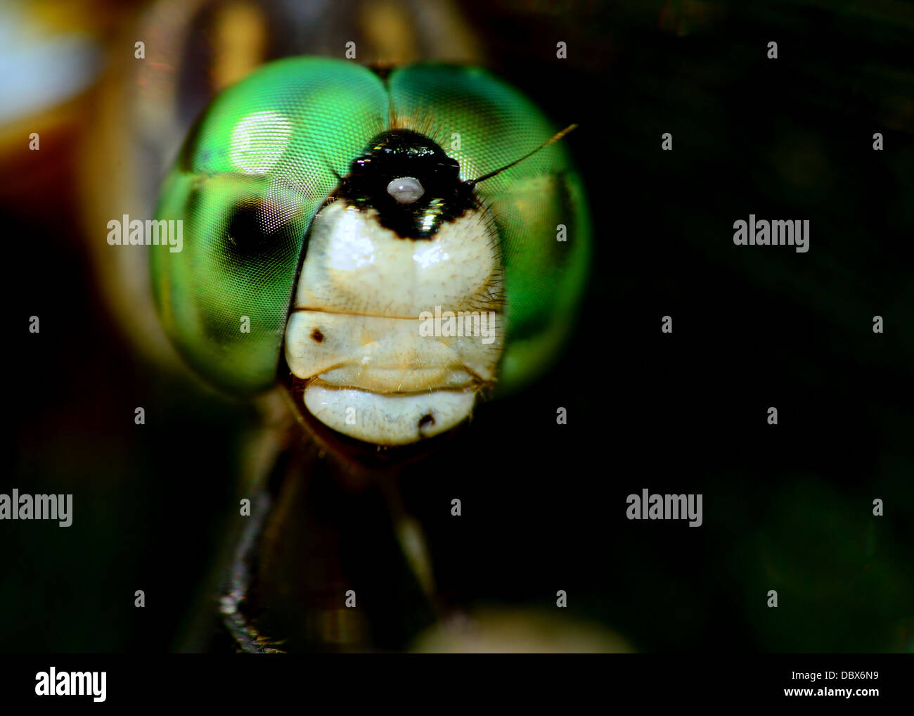 Dragonfly head hi-res stock photography and images - Alamy