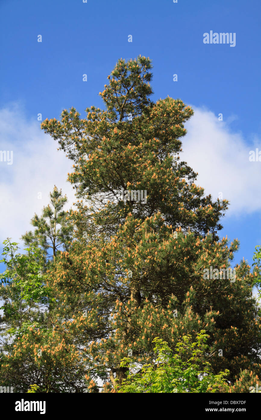 Pine Tree (pinus) in Summer Stock Photo - Alamy