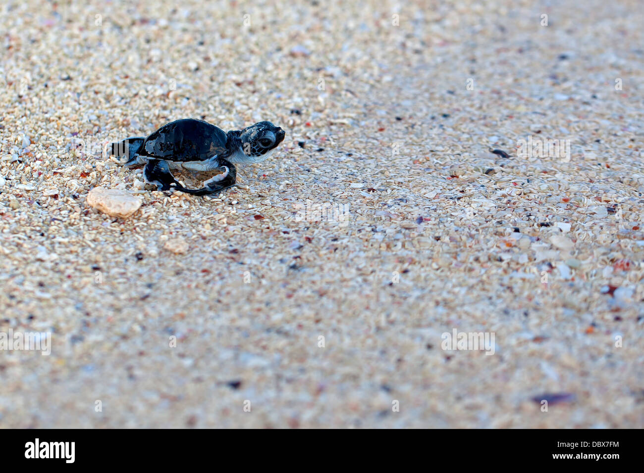 Green Sea Turtle Hatchling Stock Photo - Alamy