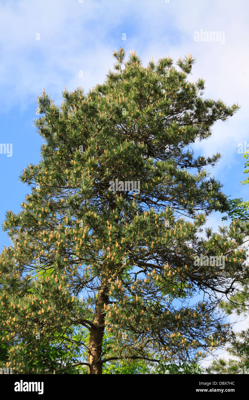 English summer candles hi-res stock photography and images - Alamy