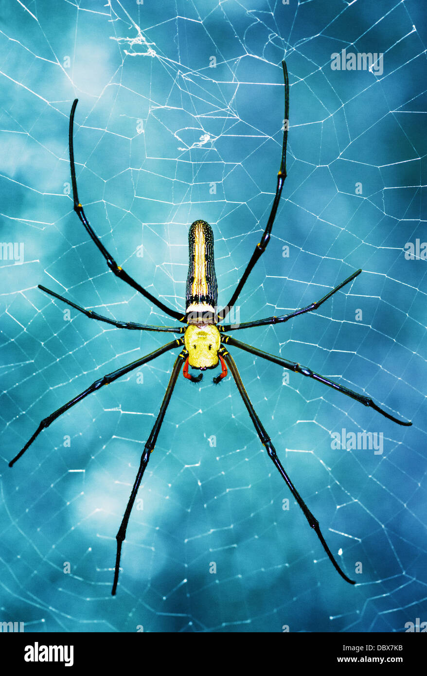 Large tropical spider - nephila in the web Stock Photo - Alamy