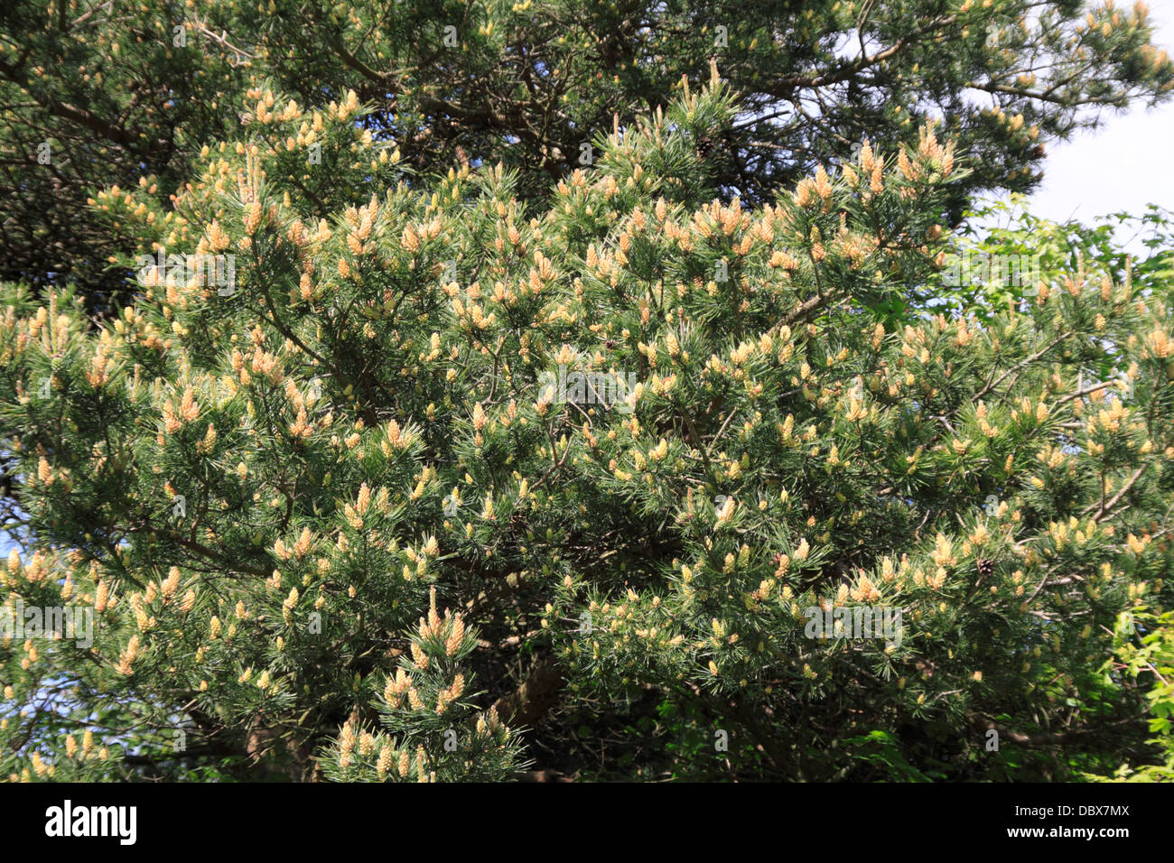 Pine Tree (pinus) with fruit Stock Photo - Alamy